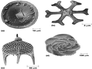 Difference of micro fossils and trace fossil | PPT