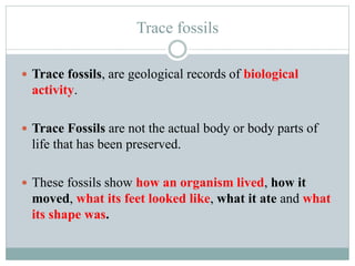 Difference of micro fossils and trace fossil | PPT