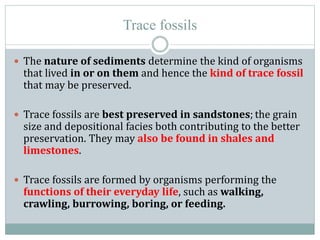 Difference of micro fossils and trace fossil | PPT