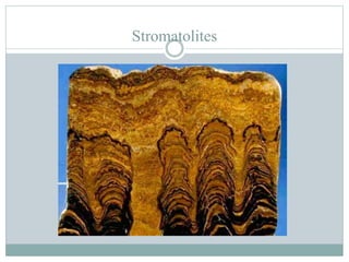 Difference of micro fossils and trace fossil | PPT