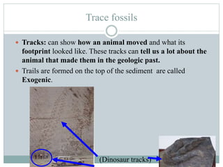 Difference of micro fossils and trace fossil | PPT