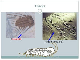 Difference of micro fossils and trace fossil | PPT