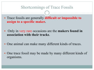 Difference of micro fossils and trace fossil | PPT