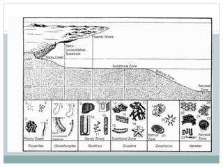 Difference of micro fossils and trace fossil | PPT