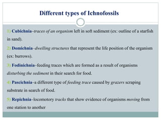 Difference of micro fossils and trace fossil | PPT