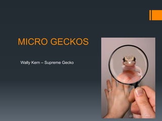 Micro geckos | PPTX | Reptiles | Pets