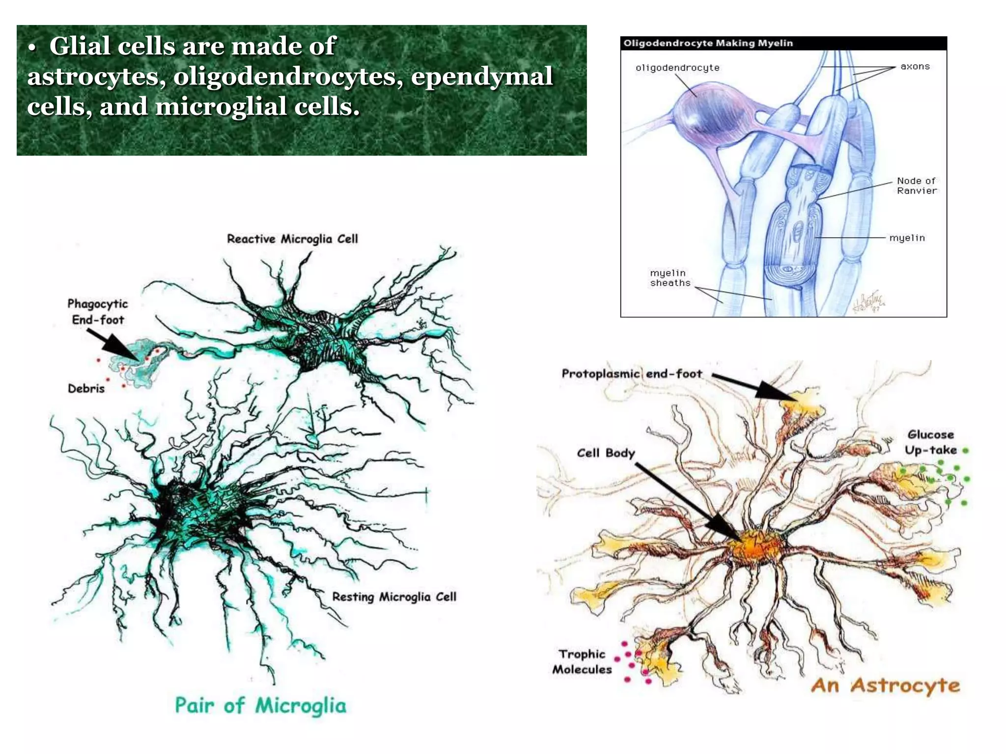 Microglia | PPTX | Brain and Nervous System Disorders | Diseases and ...