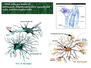 Microglia | PPTX