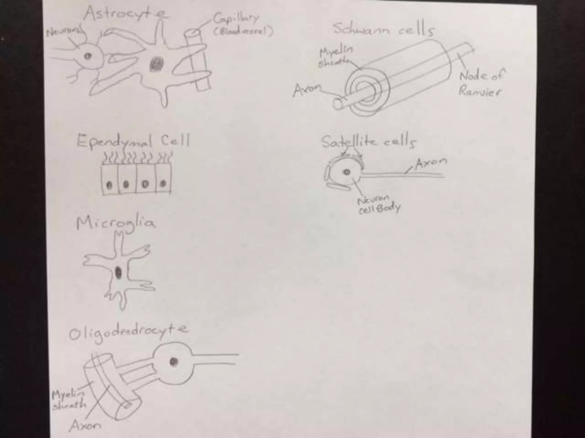 Microglia drawings | PPTX