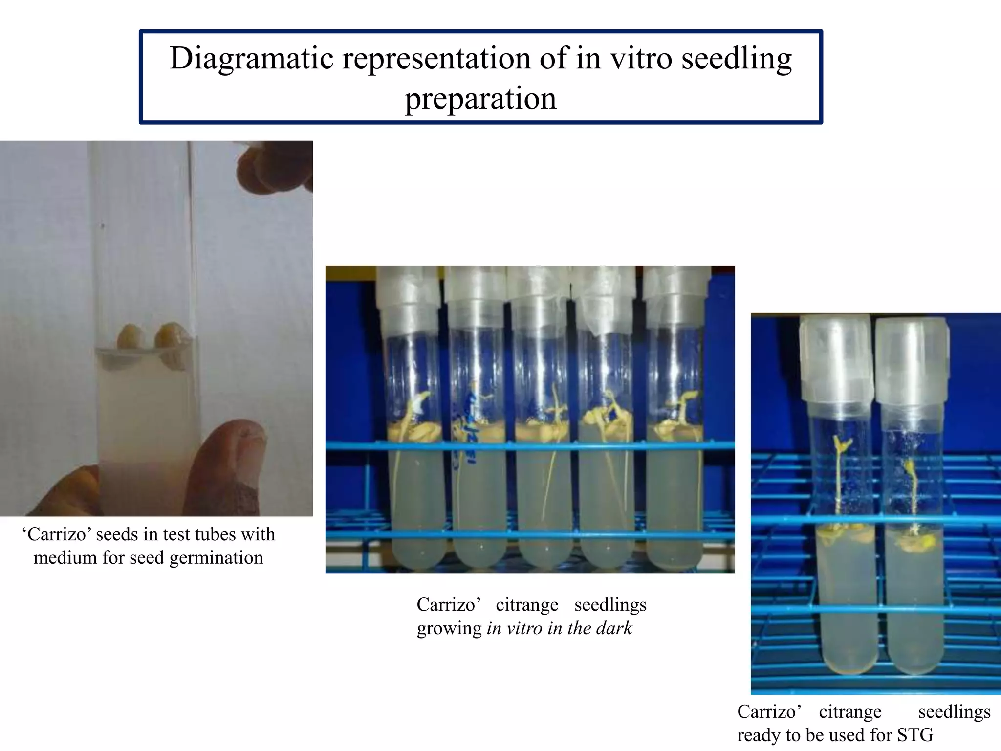 Micrografting in citrus species | PPTX