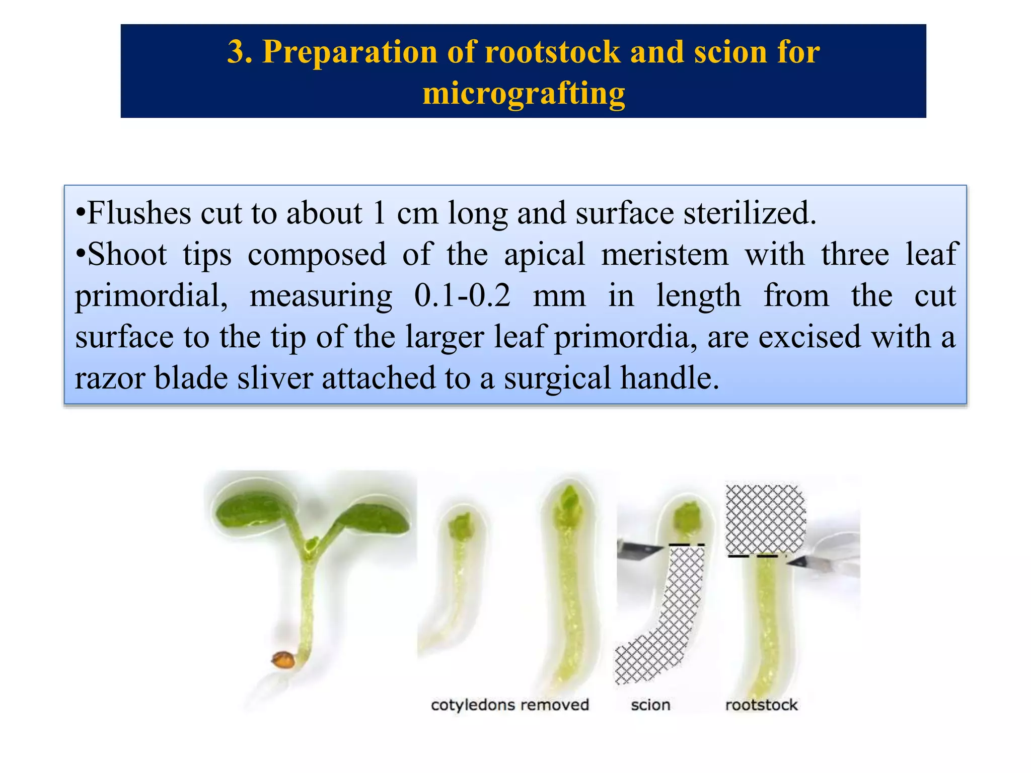 Micrografting in citrus species | PPTX