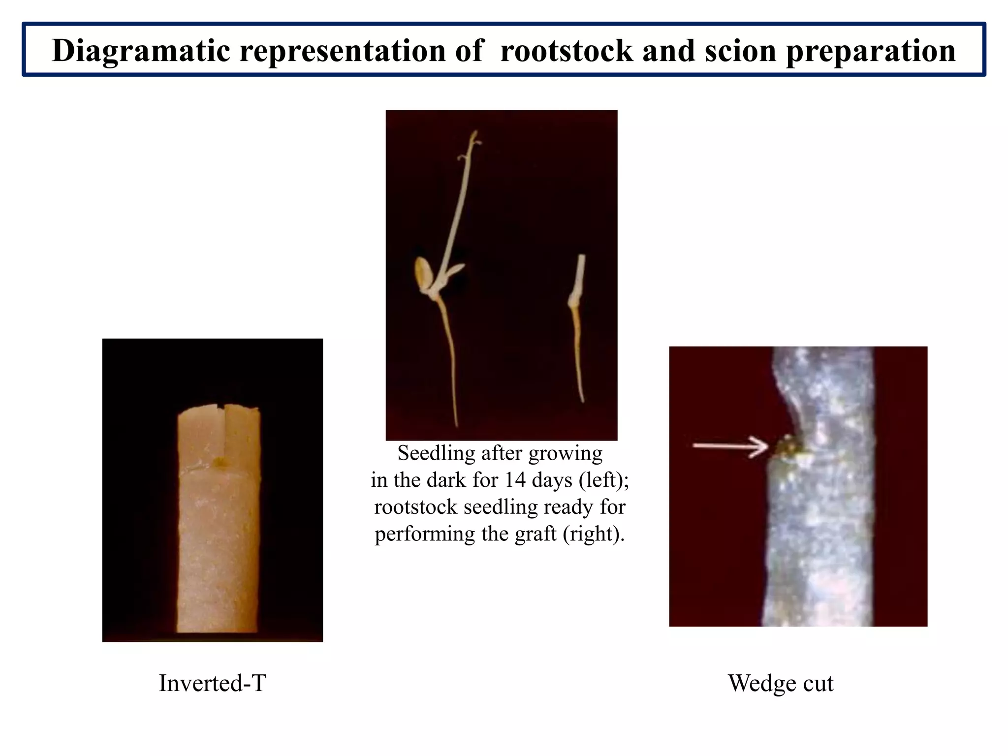 Micrografting in citrus species | PPTX