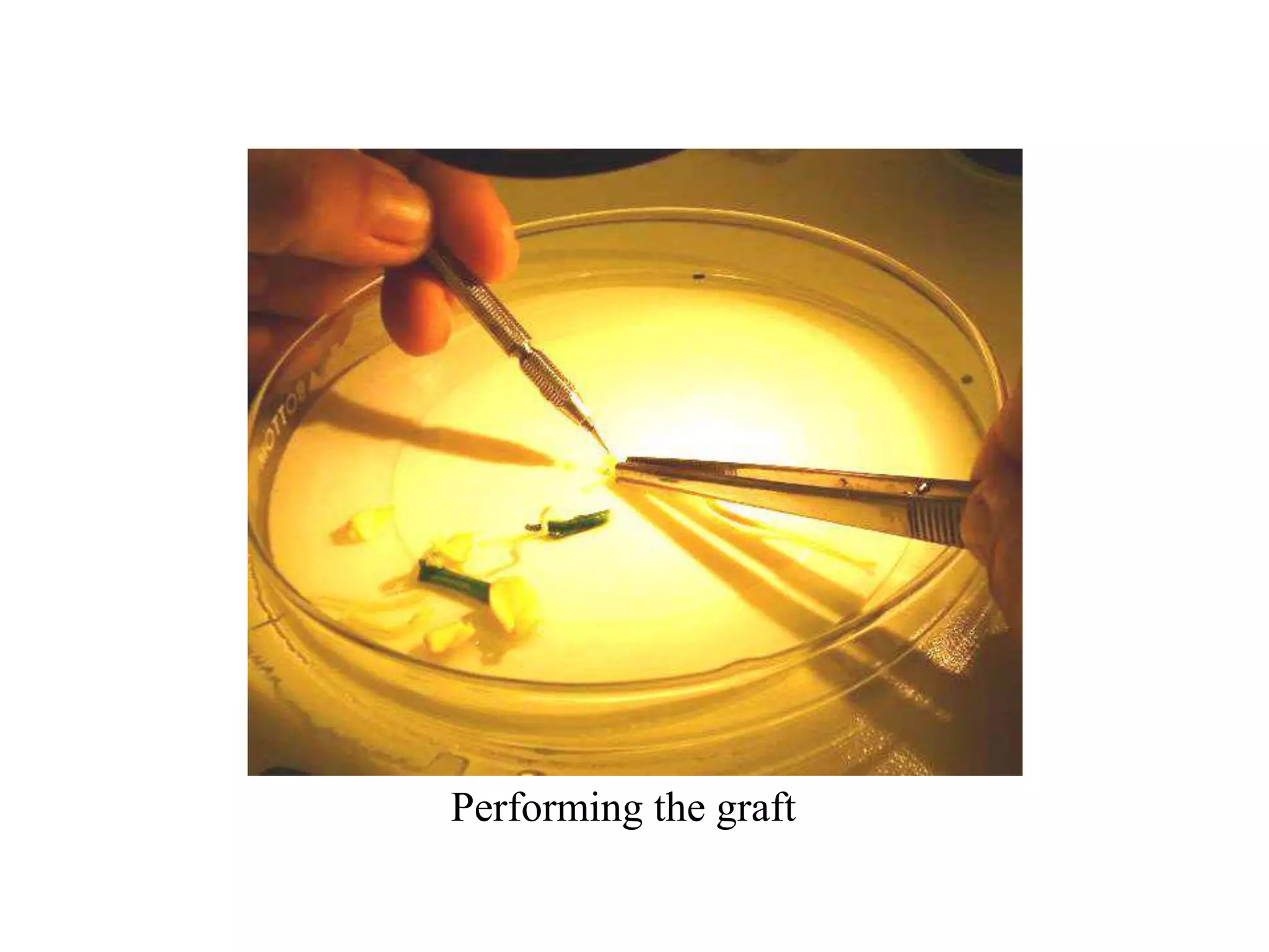Micrografting in citrus species | PPTX