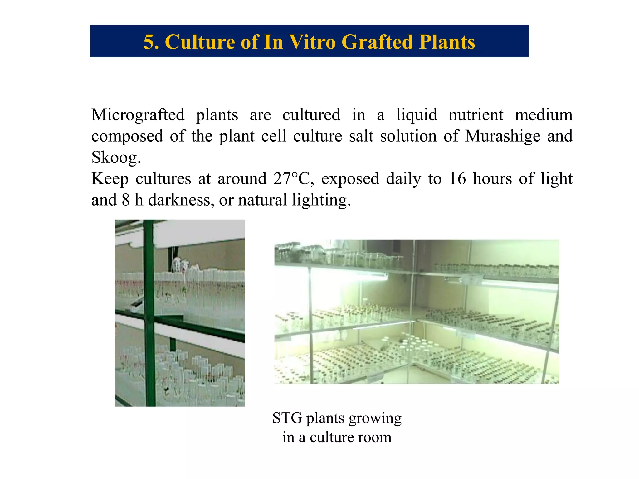 Micrografting in citrus species | PPTX