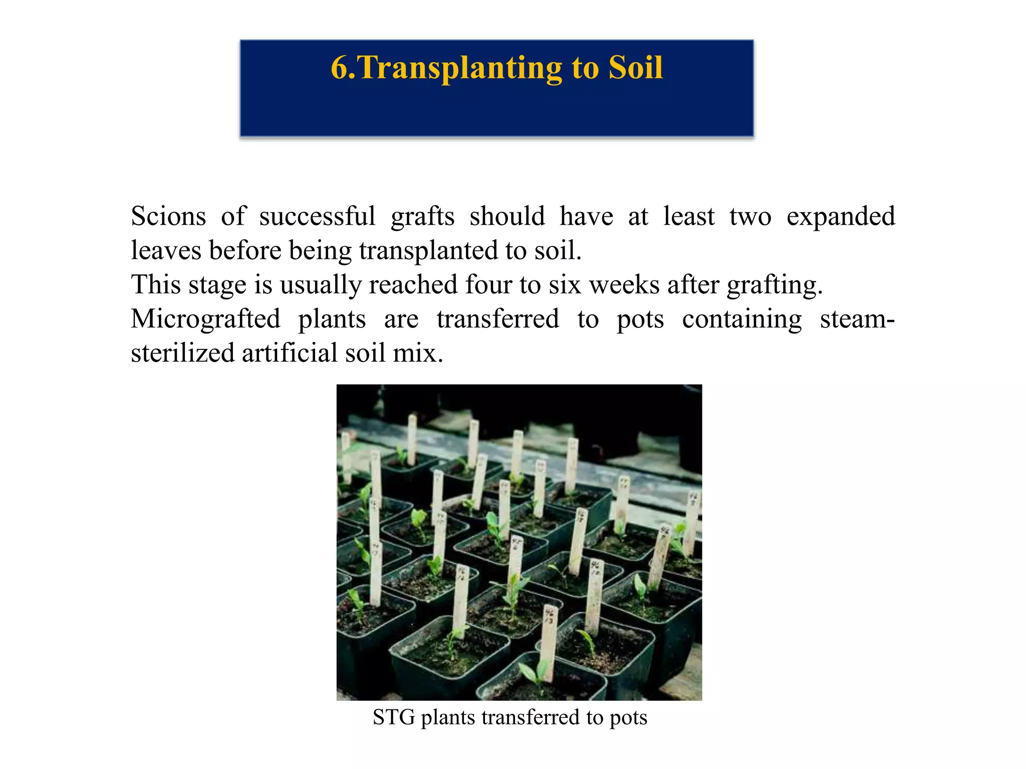 Micrografting in citrus species | PPTX