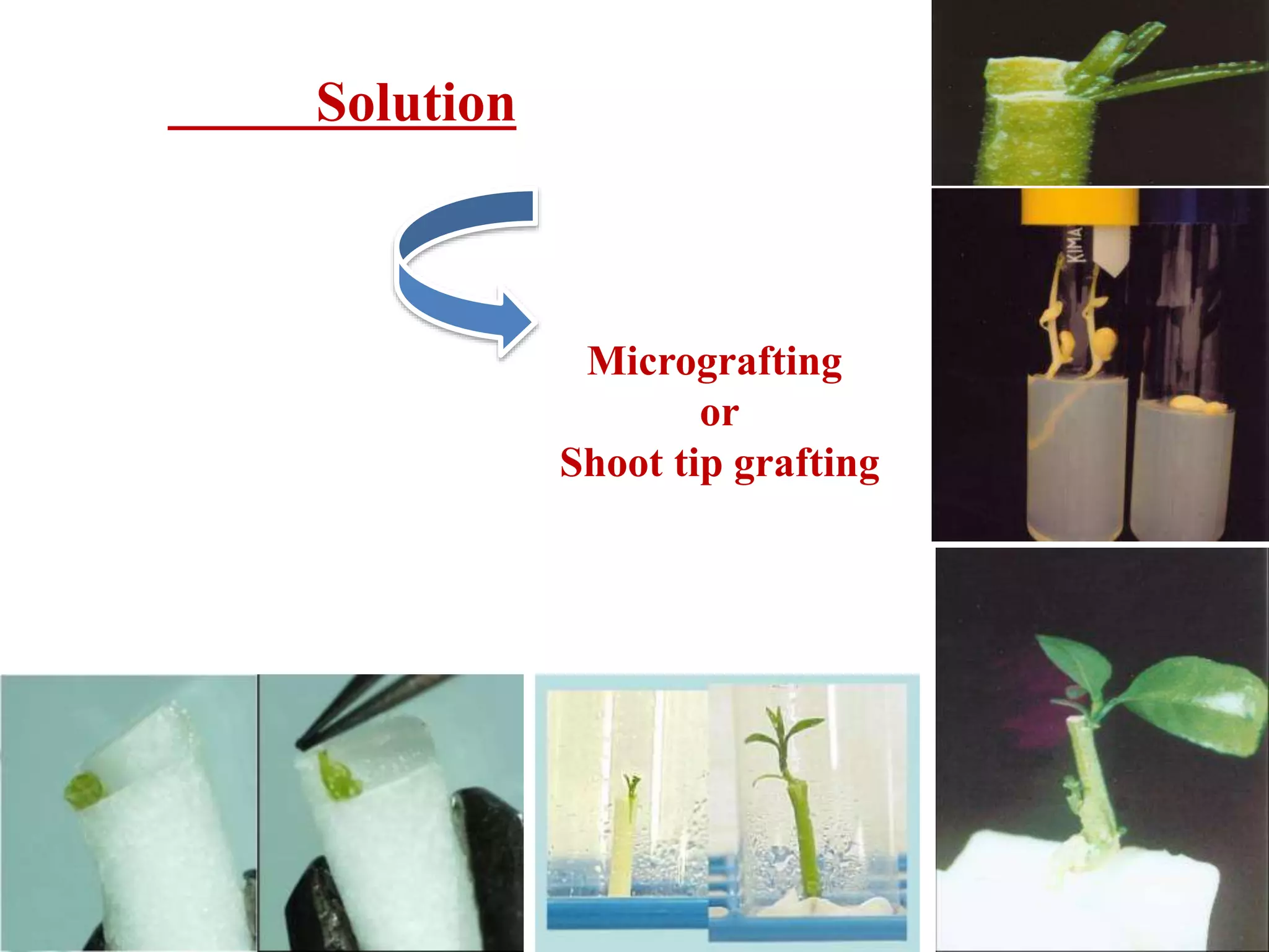 Micrografting in citrus species | PPTX