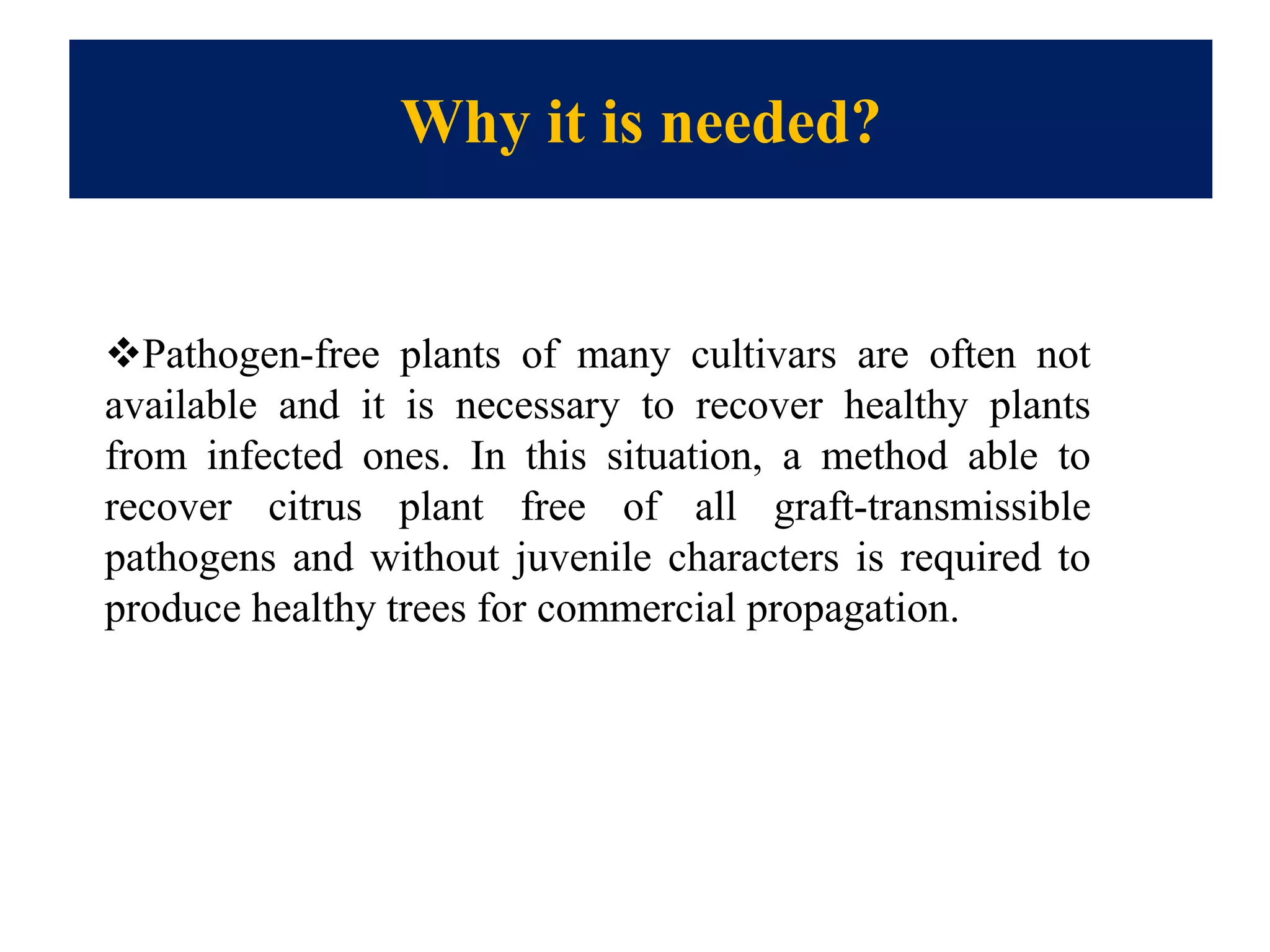 Micrografting in citrus species | PPTX