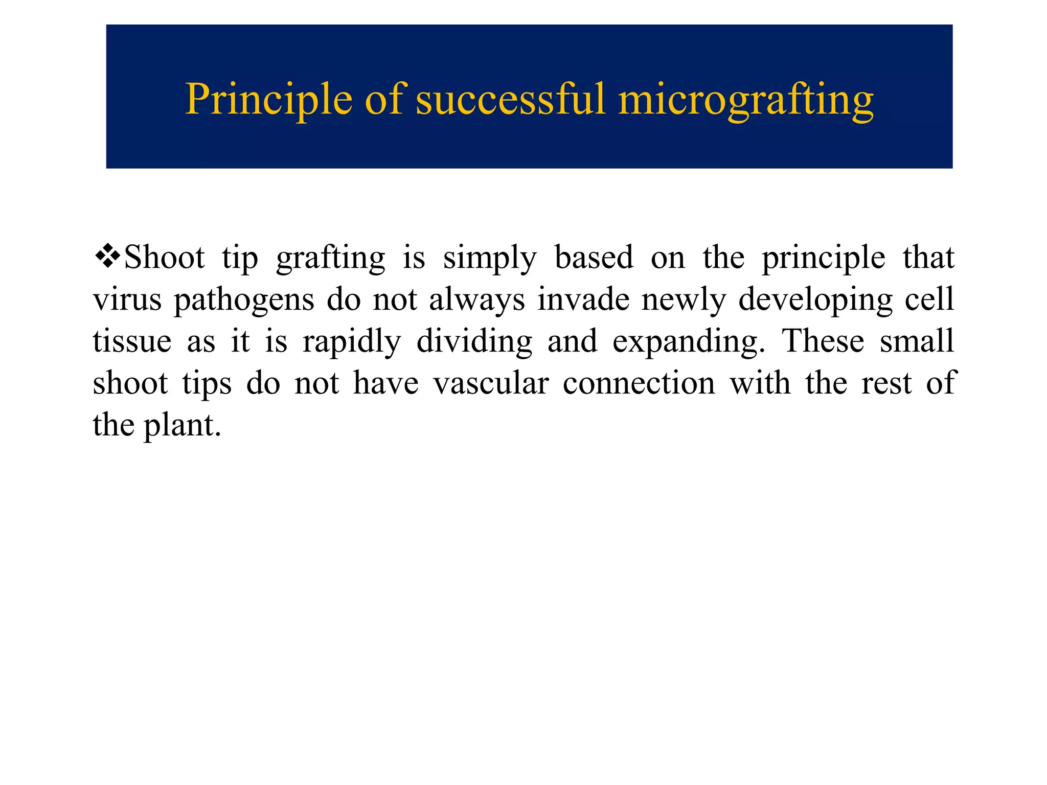 Micrografting in citrus species | PPTX