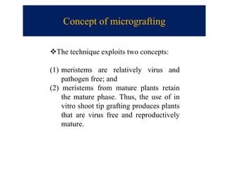 Micrografting in citrus species | PPTX