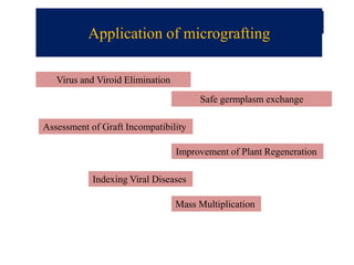 Micrografting in citrus species | PPTX
