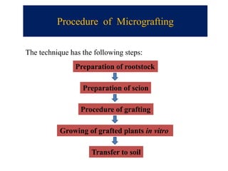 Micrografting in citrus species | PPTX