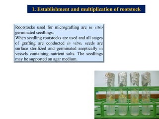 Micrografting in citrus species | PPTX