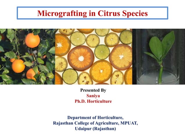 Micrografting in citrus species | PPTX