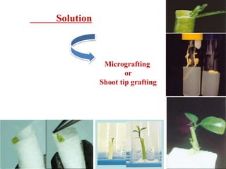 Micrografting in citrus species | PPTX
