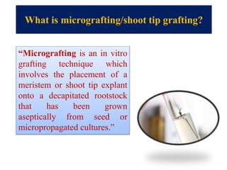 Micrografting in citrus species | PPTX