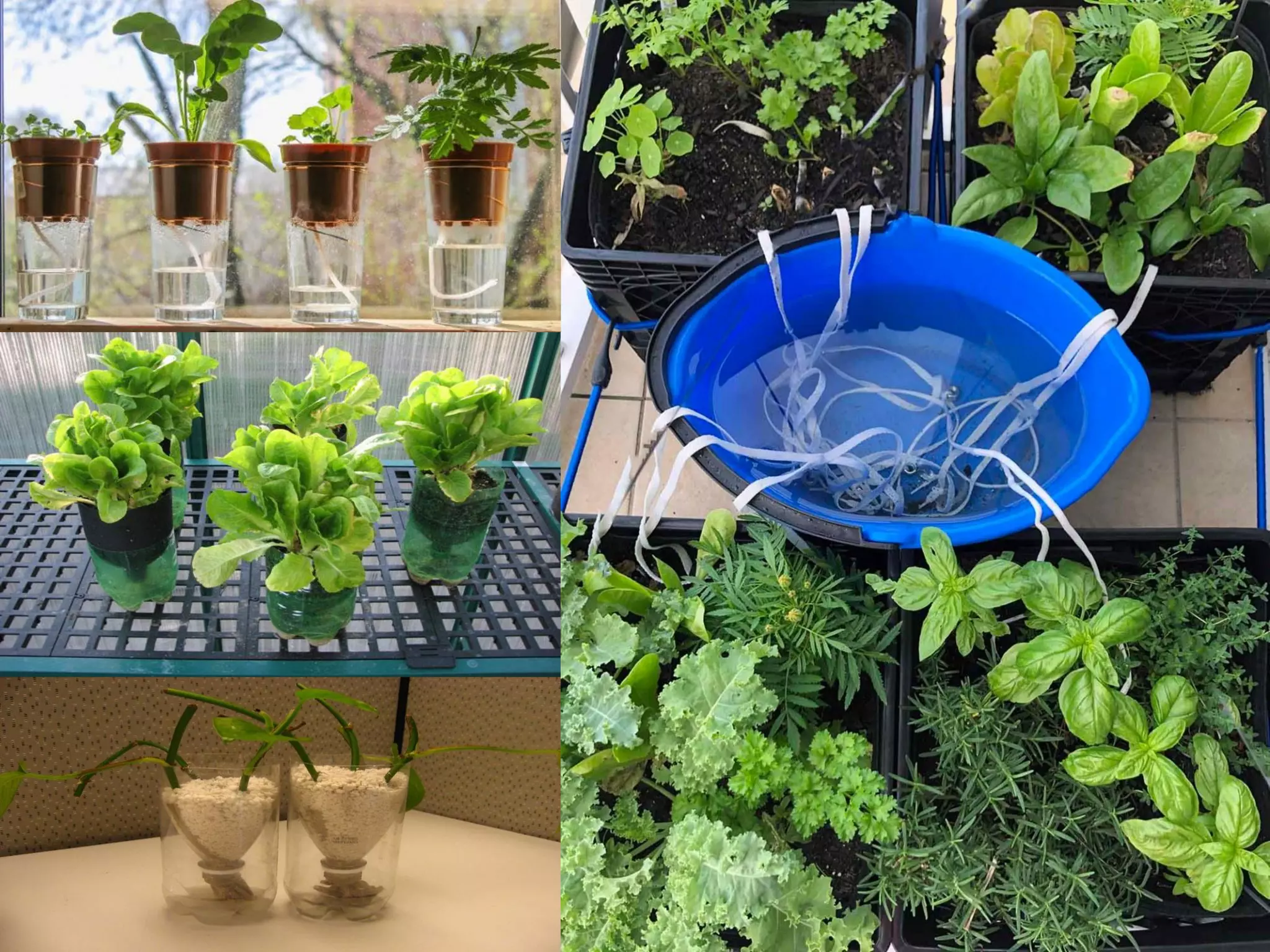 Microgreens and introduction to soilless farming | PDF