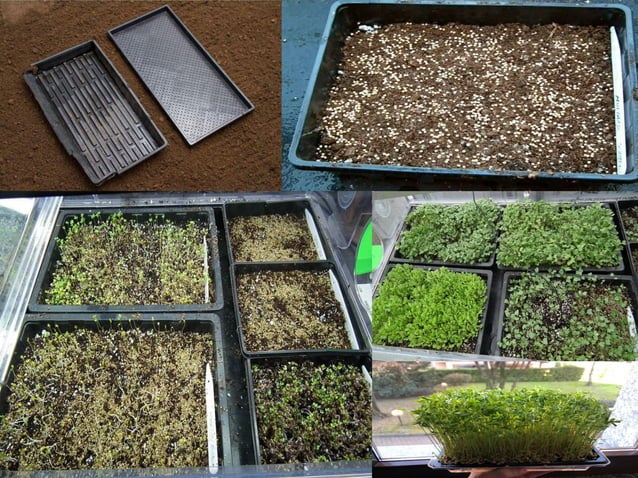 Microgreens and introduction to soilless farming | PDF | Nutrition ...