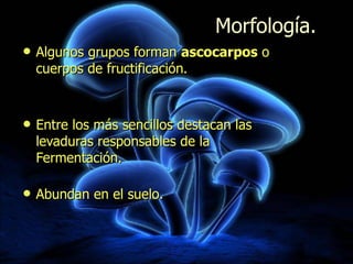 Micro Hongos | PPT