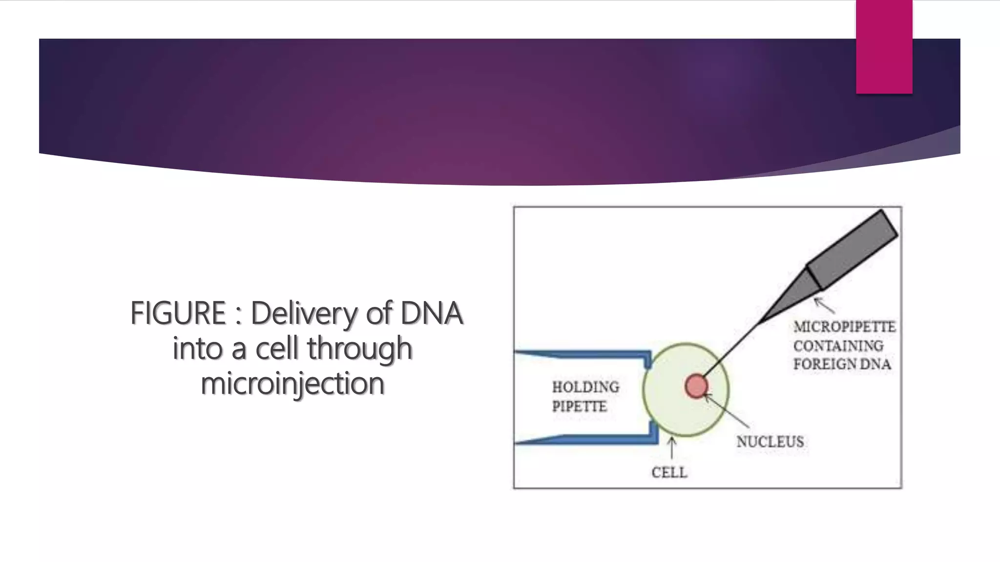 Microinjection Gene Transfer Method Pptx