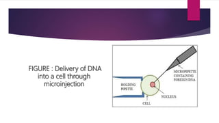 MICROINJECTION GENE TRANSFER METHOD | PPTX