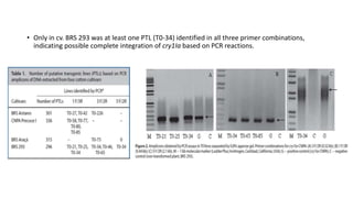Microinjection ssb | PPTX
