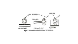 Microinjection ssb | PPTX