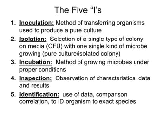 Micro Lab 3 Lecture | PPTX