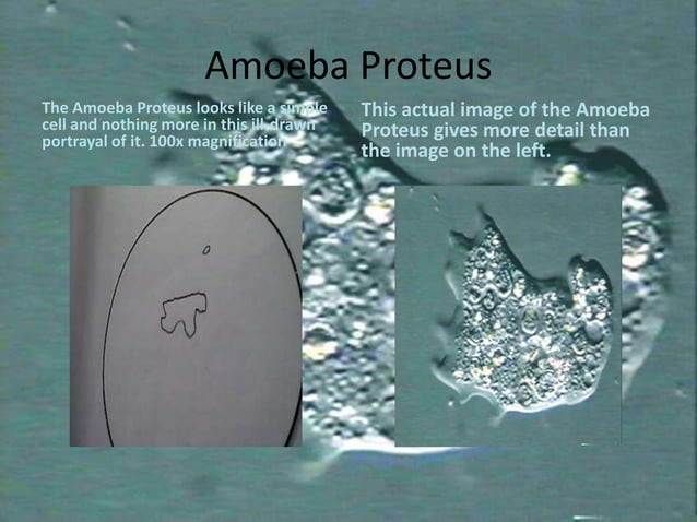 Micro lab presentation | PPTX | Biological Sciences | Science