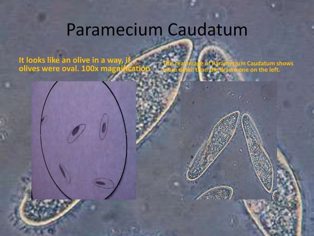 Micro lab presentation | PPTX | Biological Sciences | Science