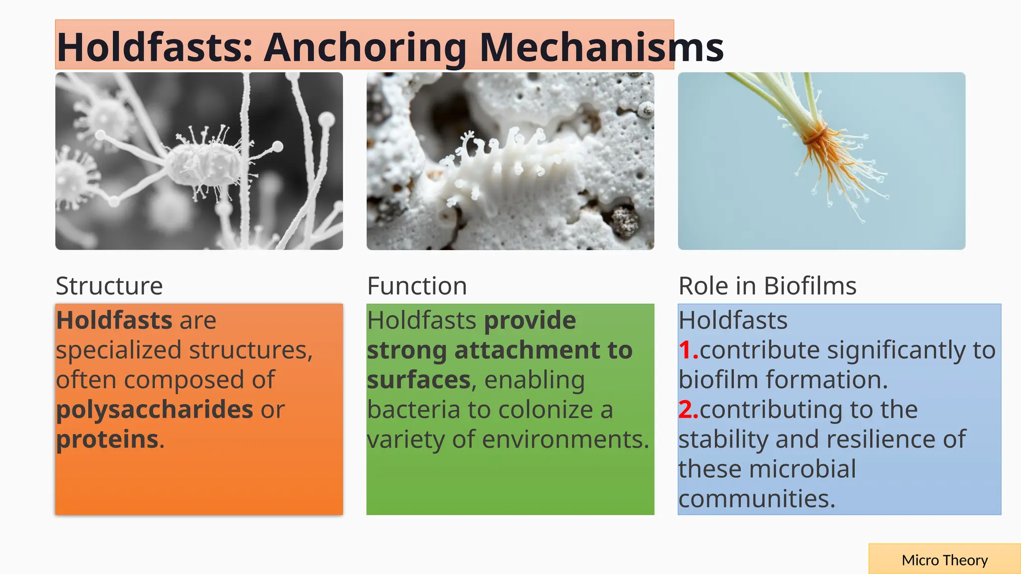 bacterial Nucleoid, Spores ,Appendages pptx | PPT