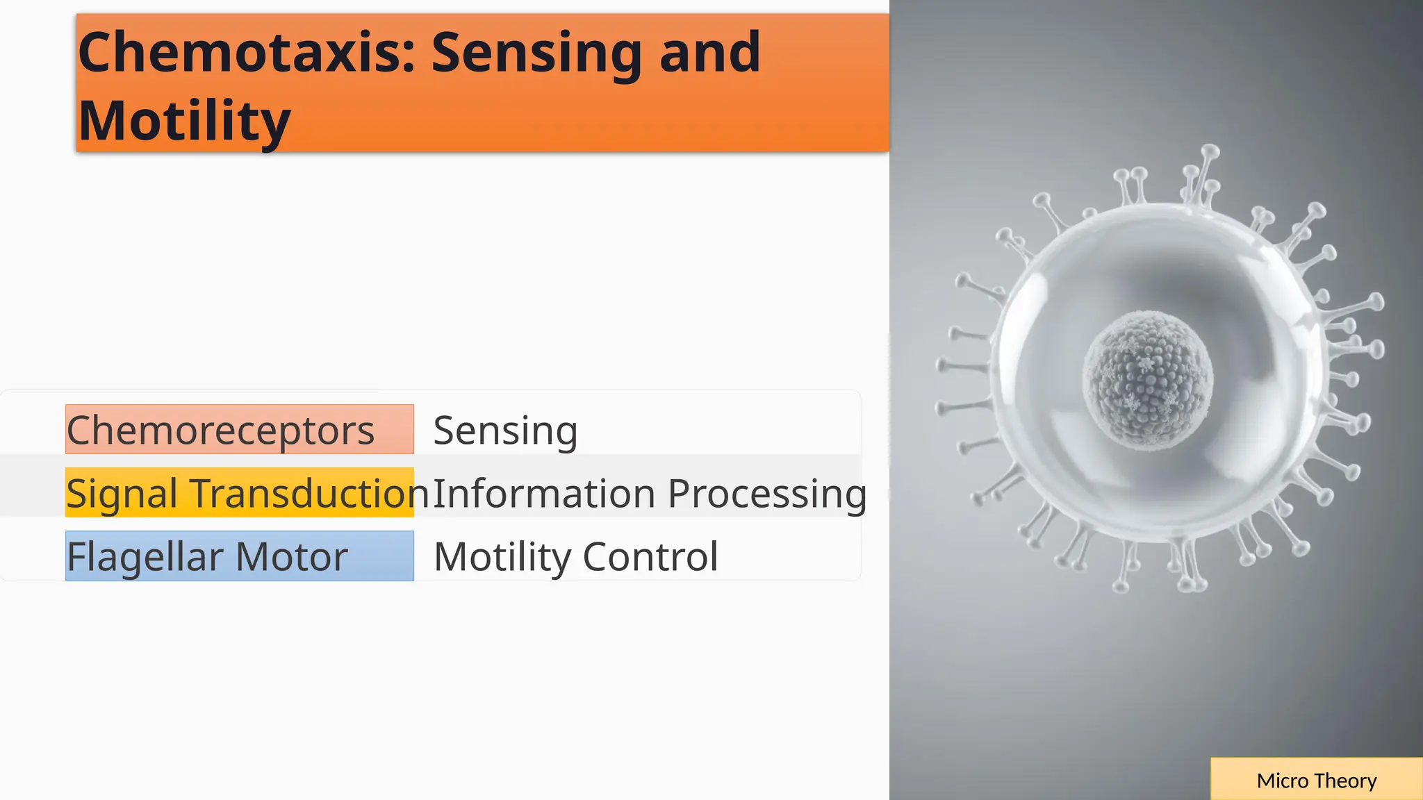 bacterial Nucleoid, Spores ,Appendages pptx | PPT