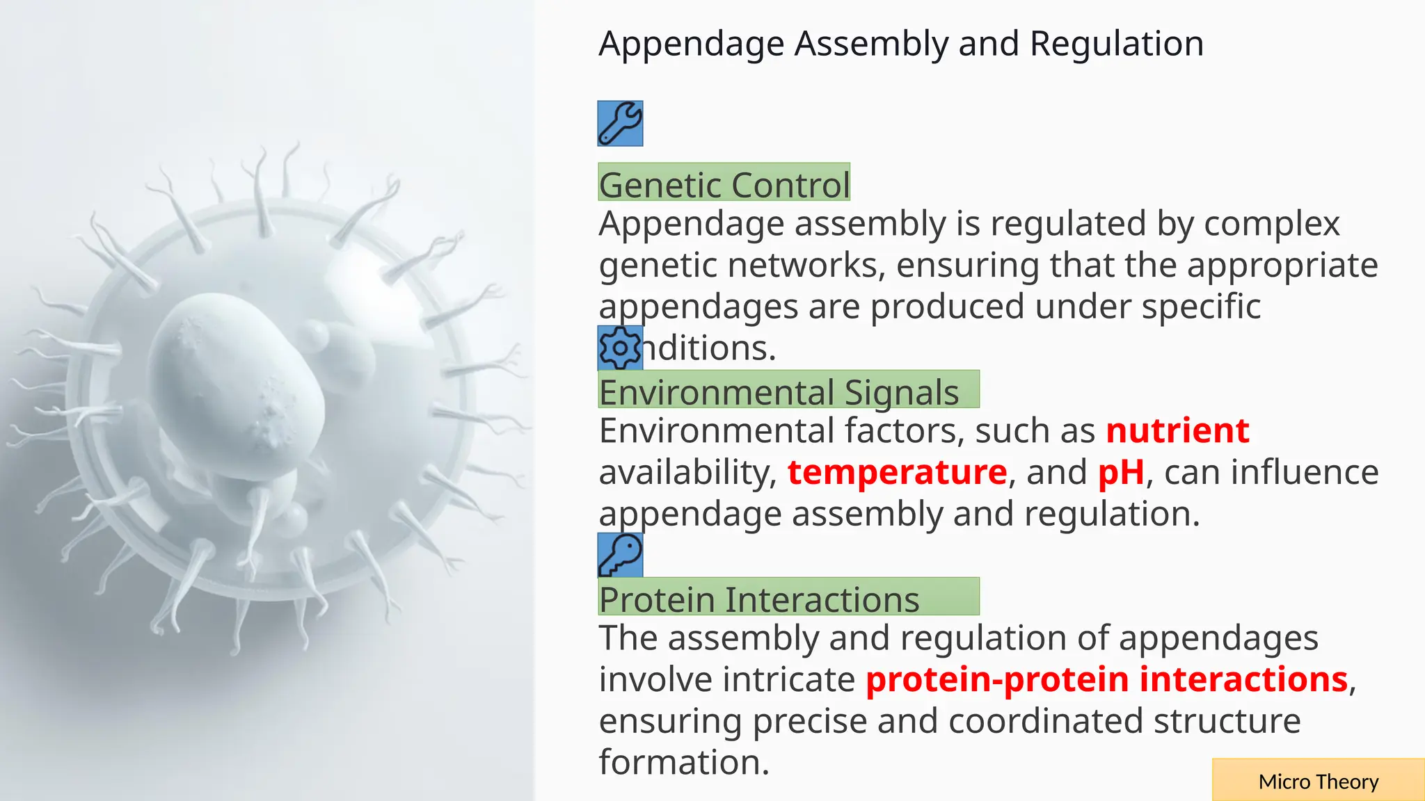 bacterial Nucleoid, Spores ,Appendages pptx | PPT