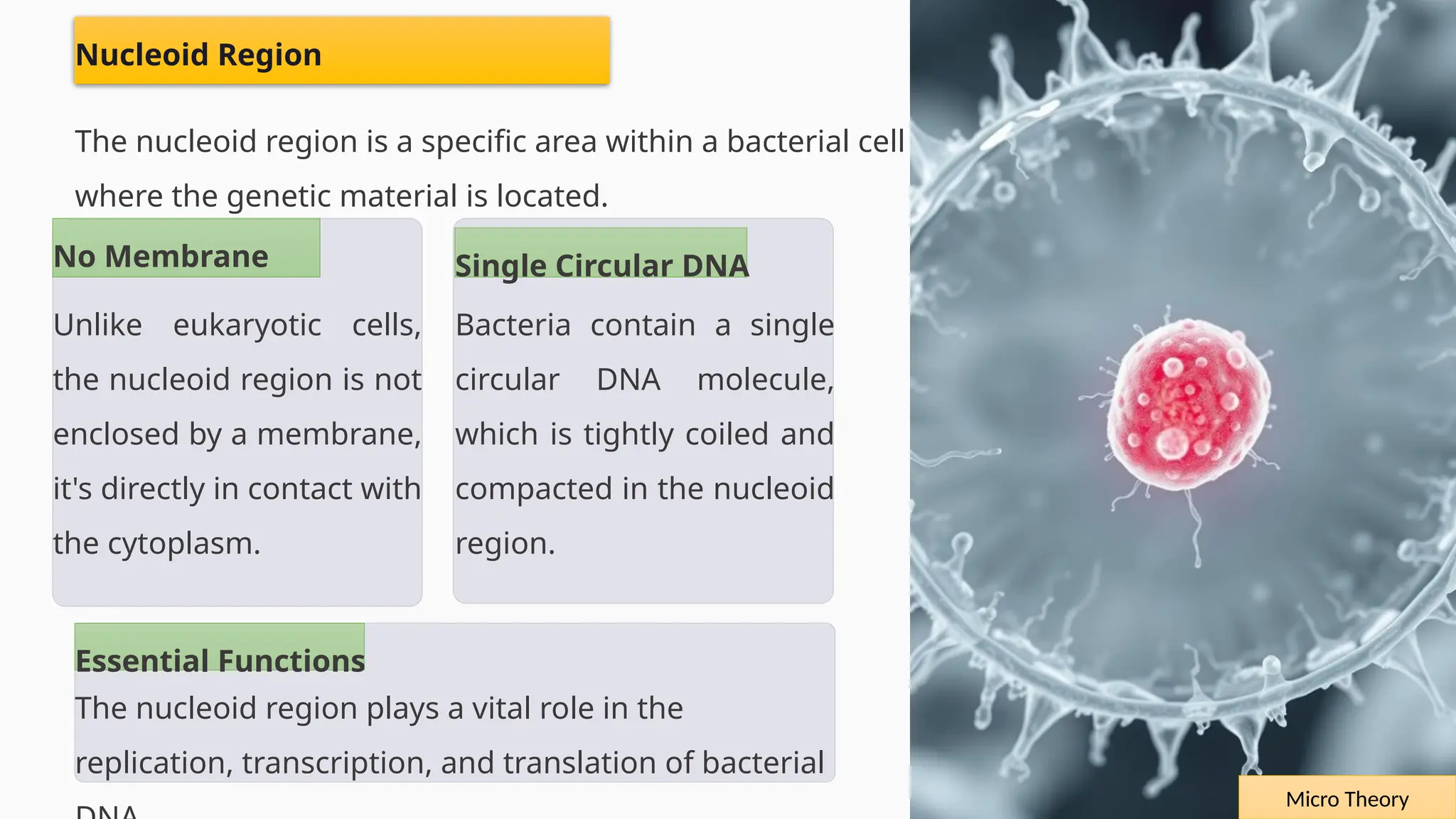 bacterial Nucleoid, Spores ,Appendages pptx | PPT