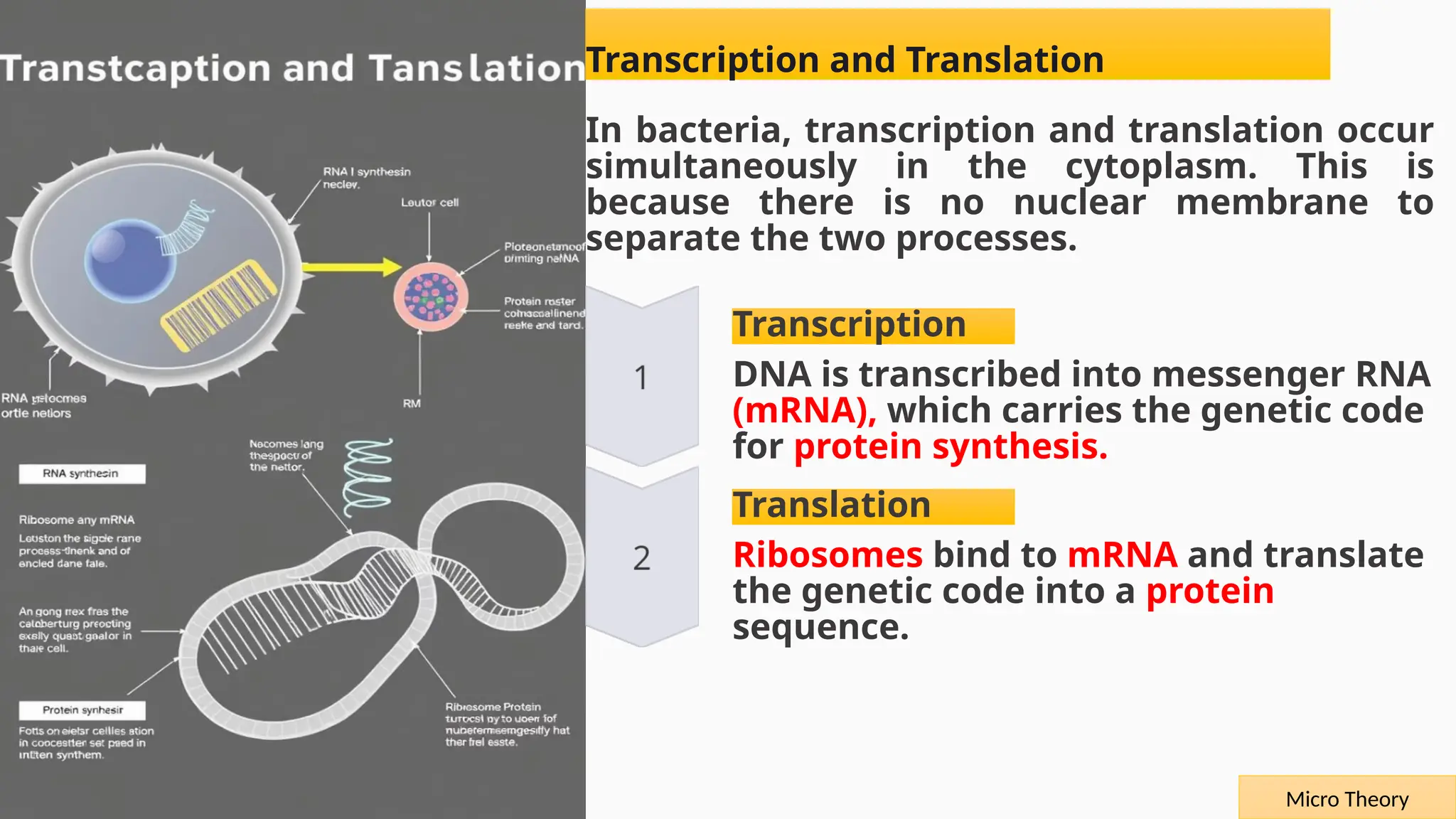 bacterial Nucleoid, Spores ,Appendages pptx | PPT
