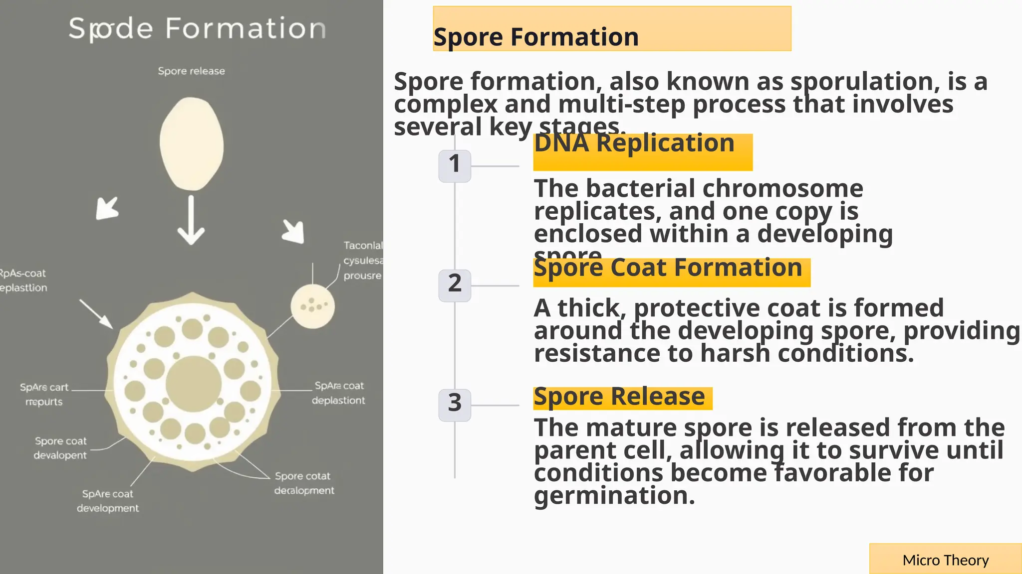 bacterial Nucleoid, Spores ,Appendages pptx | PPT