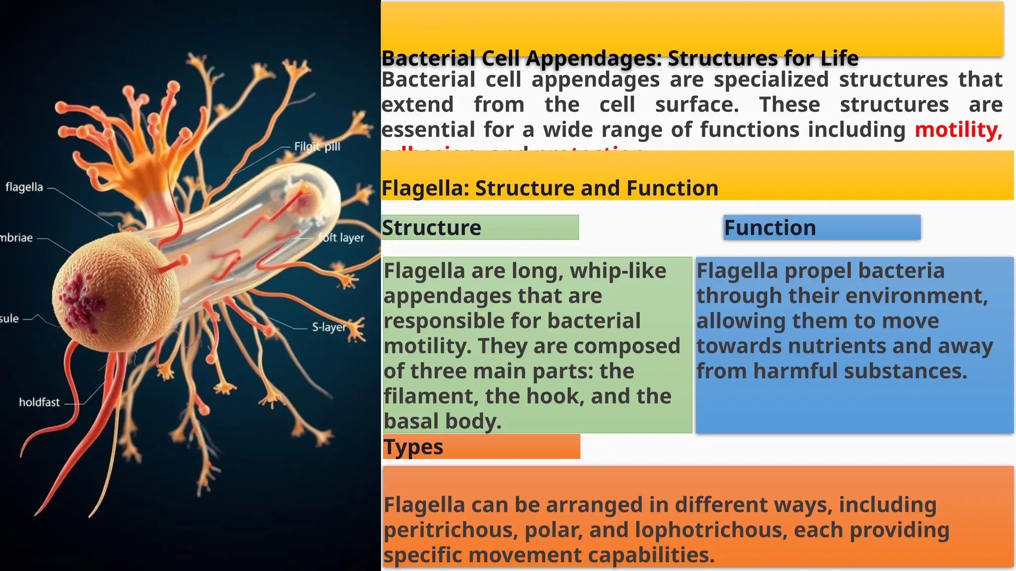 bacterial Nucleoid, Spores ,Appendages pptx | PPT