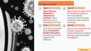 bacterial Nucleoid, Spores ,Appendages pptx | PPT