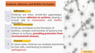 bacterial Nucleoid, Spores ,Appendages pptx | PPT
