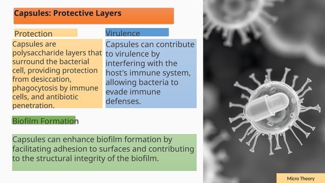 bacterial Nucleoid, Spores ,Appendages pptx | PPT