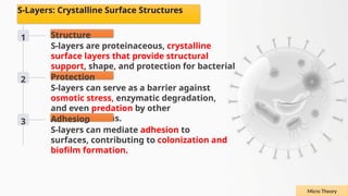 bacterial Nucleoid, Spores ,Appendages pptx | PPT